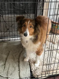 Houston Sheltie Sanctuary – Houston Sheltie Sanctuary